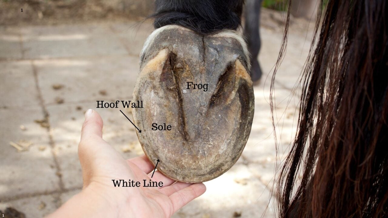 Barefoot Vs Shod: A 30-Year Expert’s Decision Guide