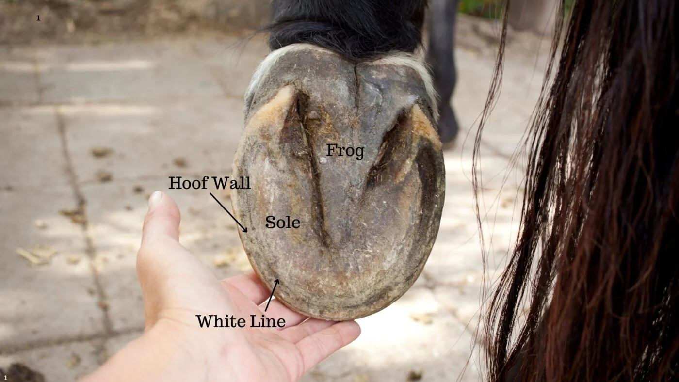 Barefoot Vs Shod Horses: Which Is Best For Your Horse?