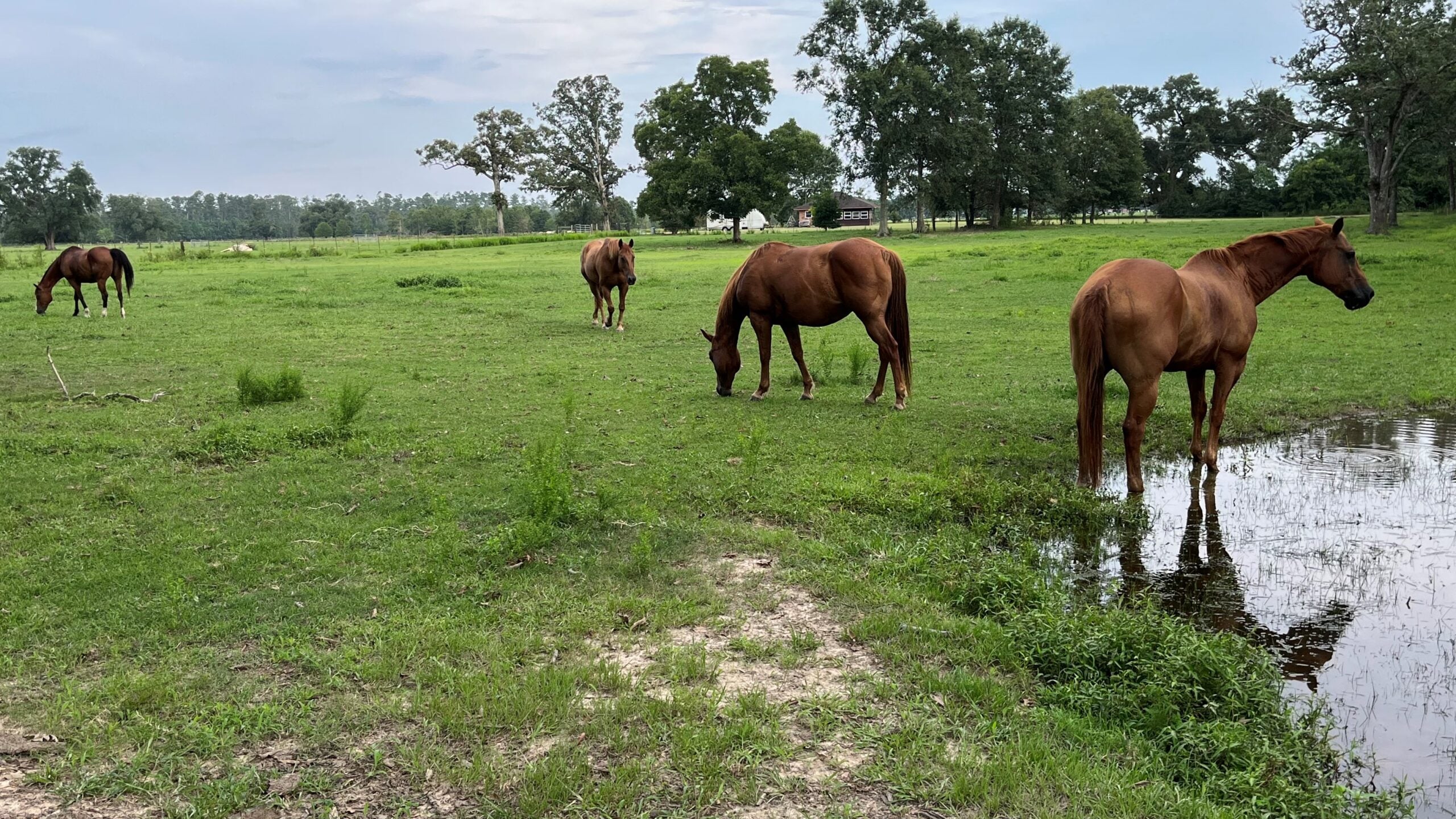 Grass For Horses: Why It's Essential And The Different Types.
