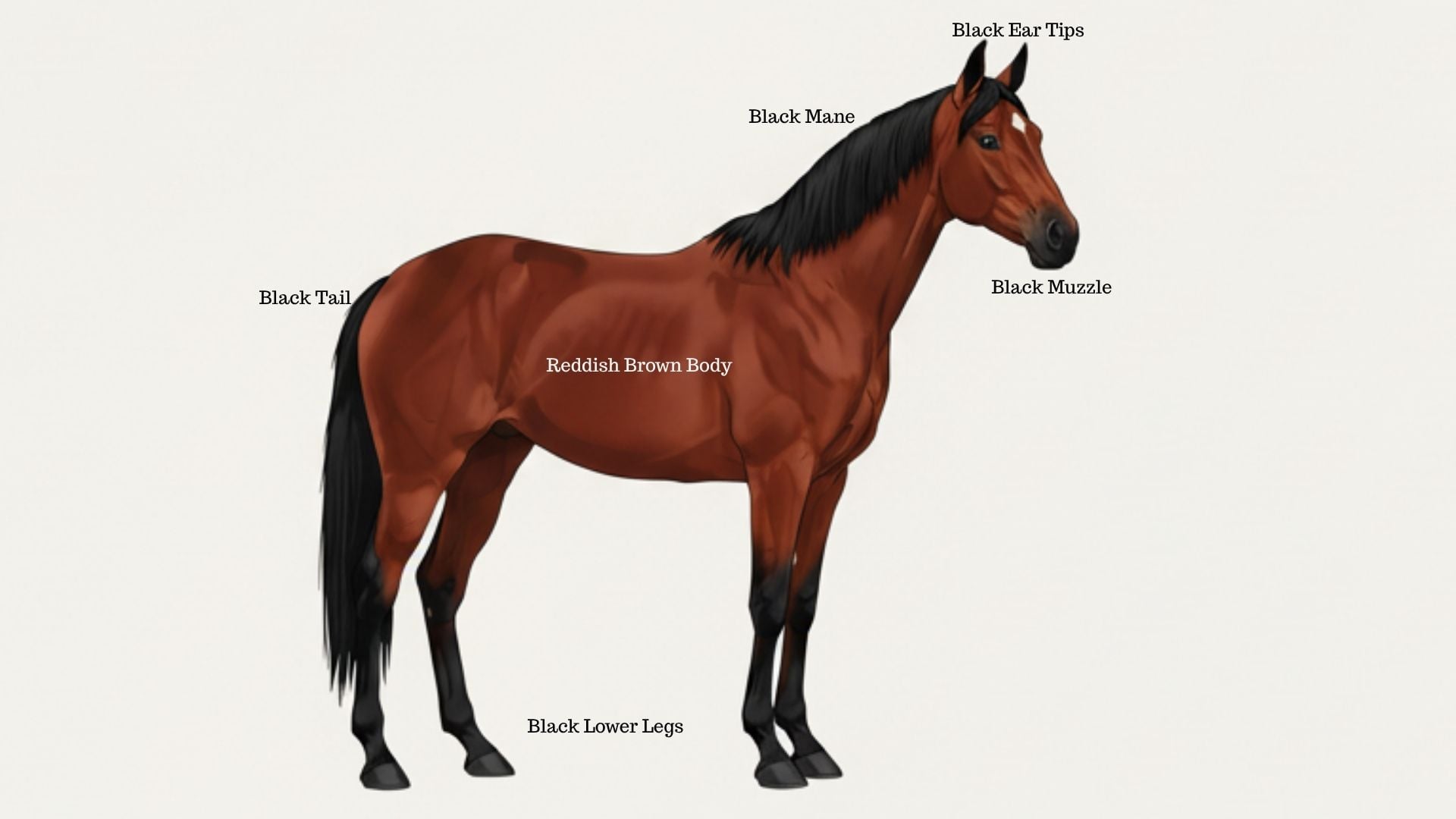 What Is A Bay Horse? Colors, Genetics & Identification