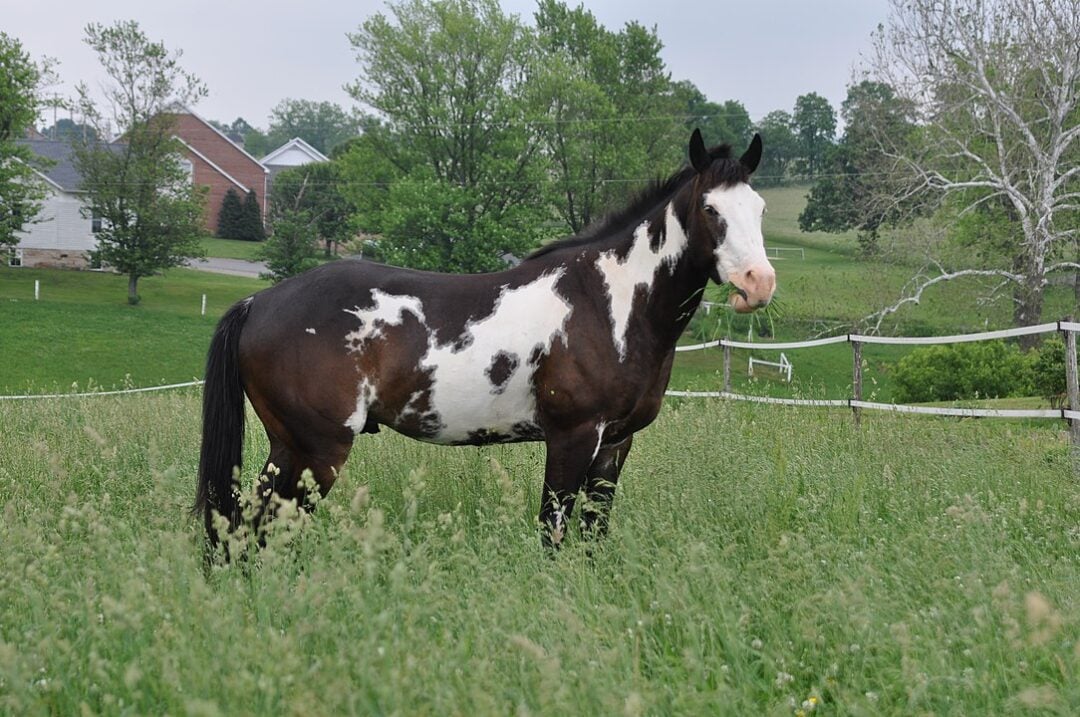 Paint Horse Facts: A Look At American Paint Horses
