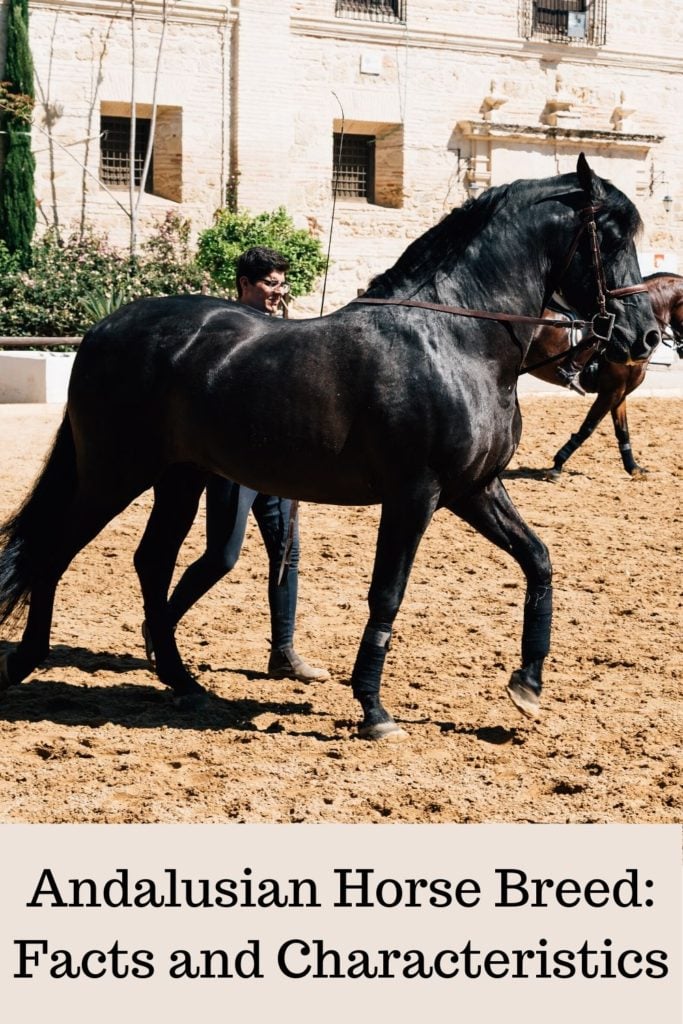 Discovering the Andalusian Horse: Facts and Characteristics