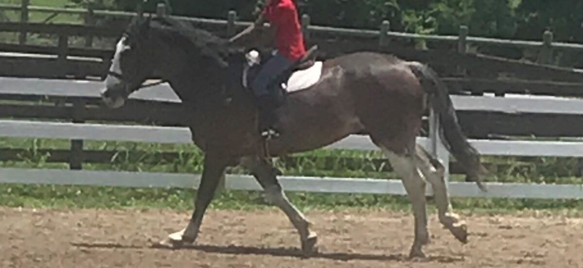 Percheron Horse Breed: Facts, Traits, And Owner's Guide
