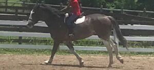 Percheron Horse Breed Guide: Traits, History, Uses, And Care