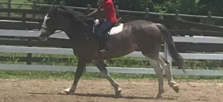 Percheron Horse Breed: Facts, Traits, And Owner's Guide