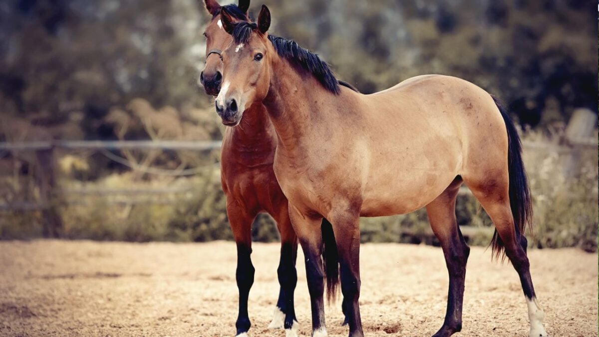 Dun Horse Color: Genetics, Markings, Types & FAQs (Guide)