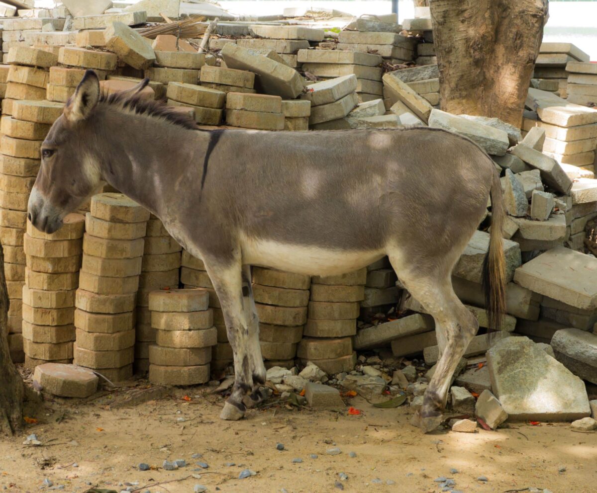 The Dun Horse Explained: Diving Into Horse Colors & Markings