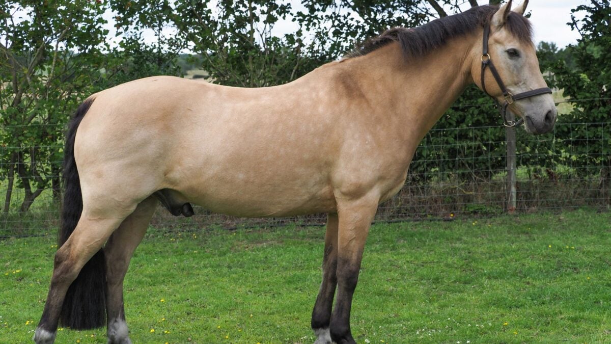 Dun Horse Color: Genetics, Markings, Types & FAQs (Guide)