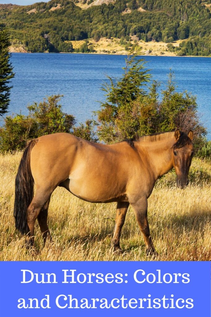 All About Dun Horses: Colors, Markings and More