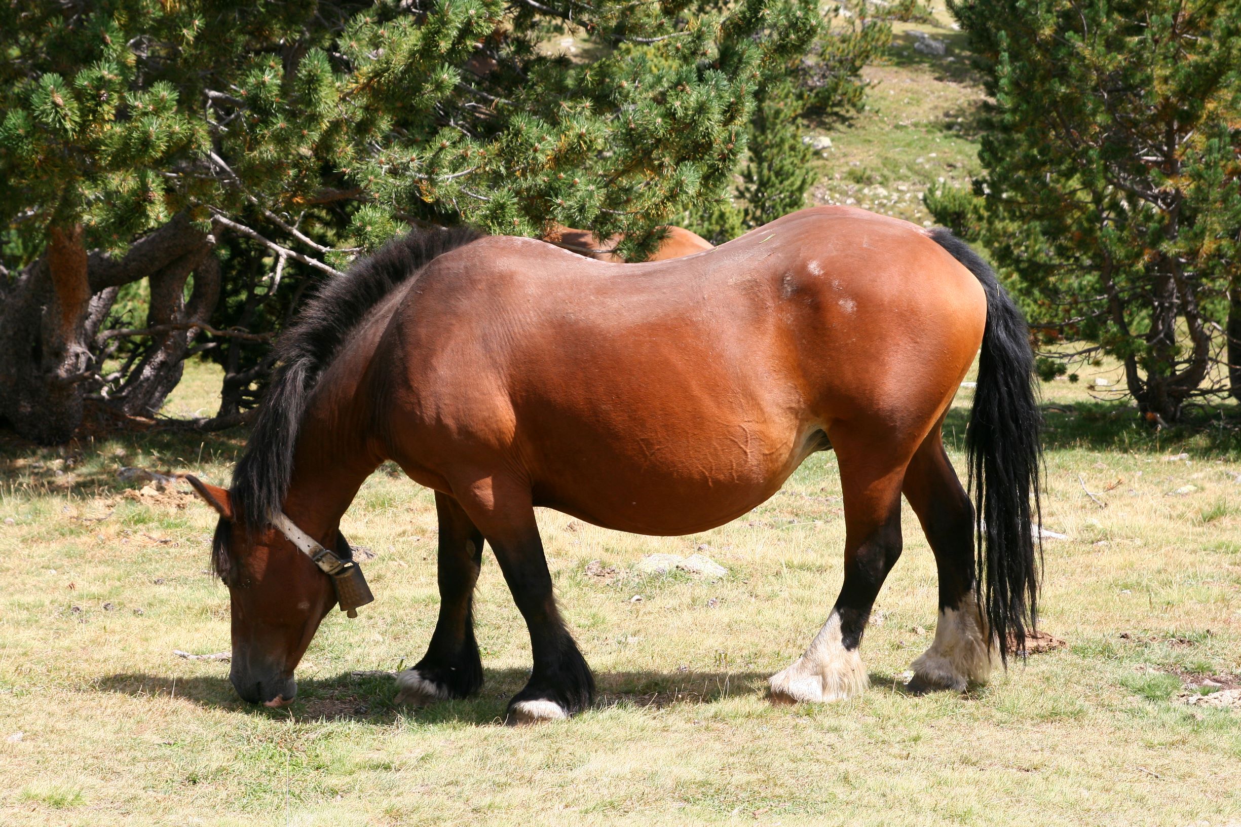 Is My Horse Overweight? A Plan To Reduce Weight Safely.