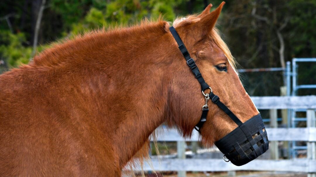 The Very Best Grazing Muzzles, And Why Your Horse Needs One