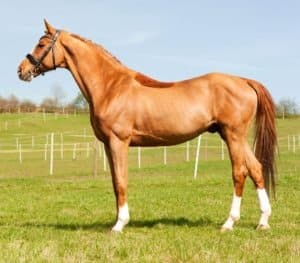 Discovering The Andalusian Horse: Facts And Characteristics
