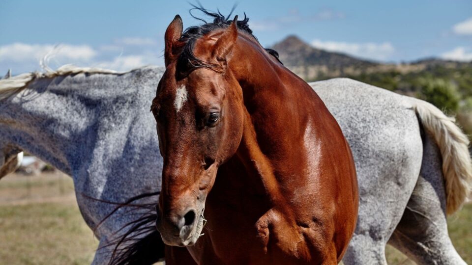 How Do Horses Communicate? What Your Horse Is Telling You