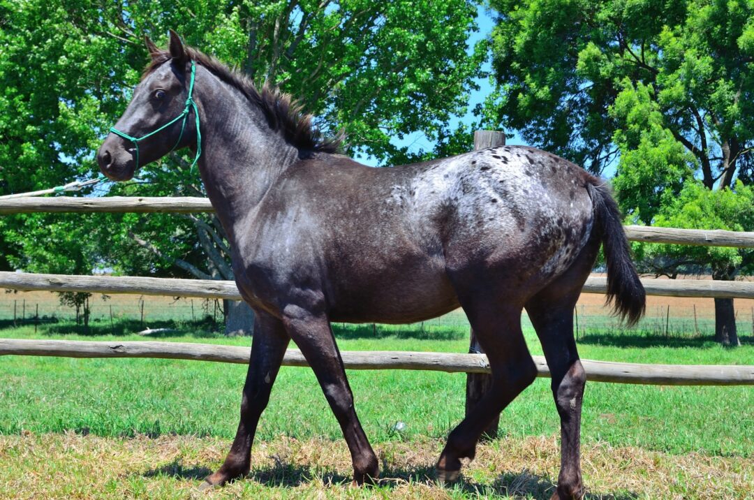 Pony Of The Americas: Color, Height, And Other Breed Facts