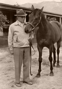 101 Names For Bay Horses: A Guide To Choosing The Ideal Name