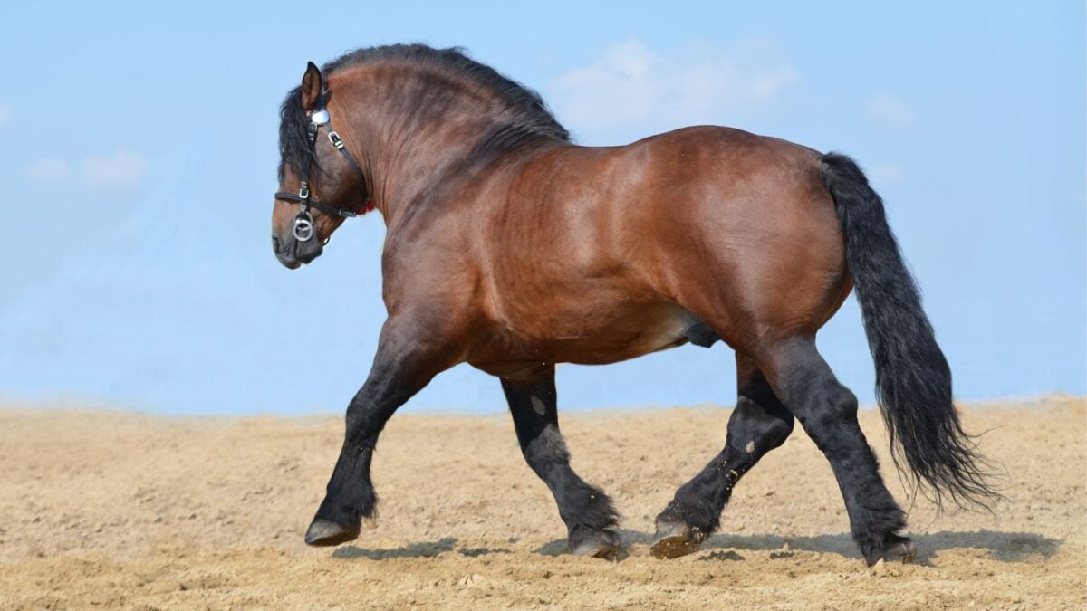 The 7 Largest Horse Breeds In The World: With Pictures