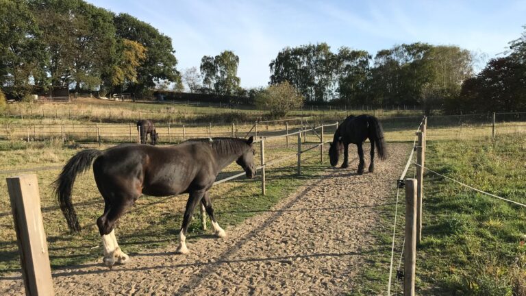 What Are Horse Paddocks? Their Uses, Sizes, And Cost.