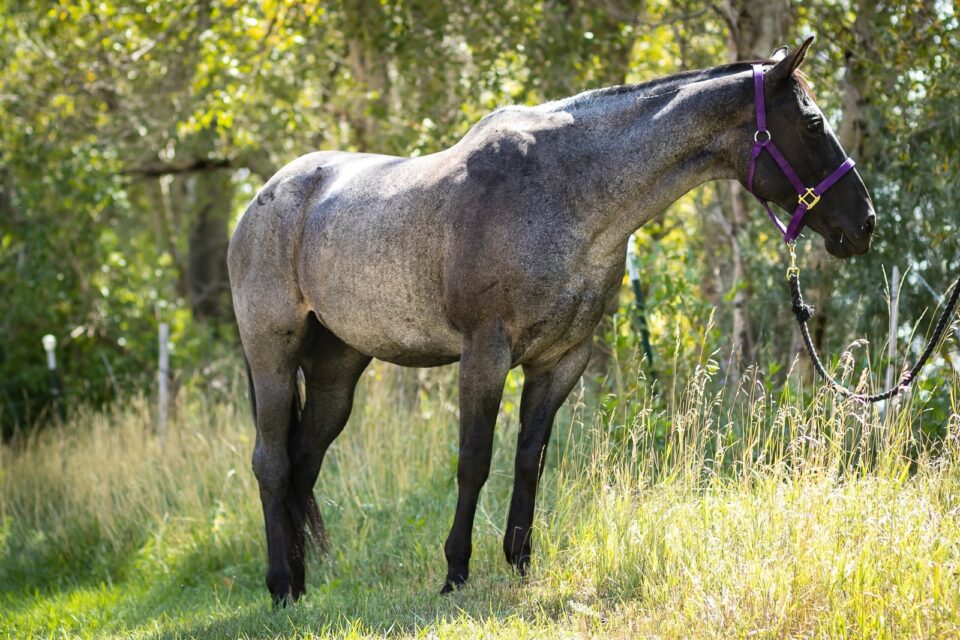 Roan Horse Guide: Blue, Red & Bay Colors, Genetics & Care