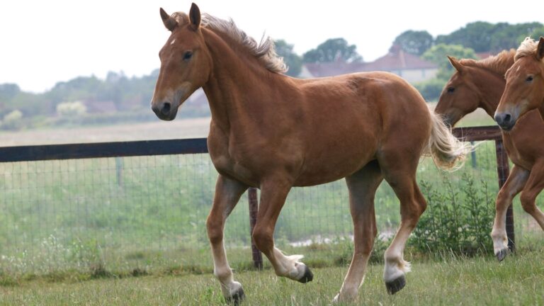 Horse Breeds By Color: Pictures, Patterns & Coat Genetics