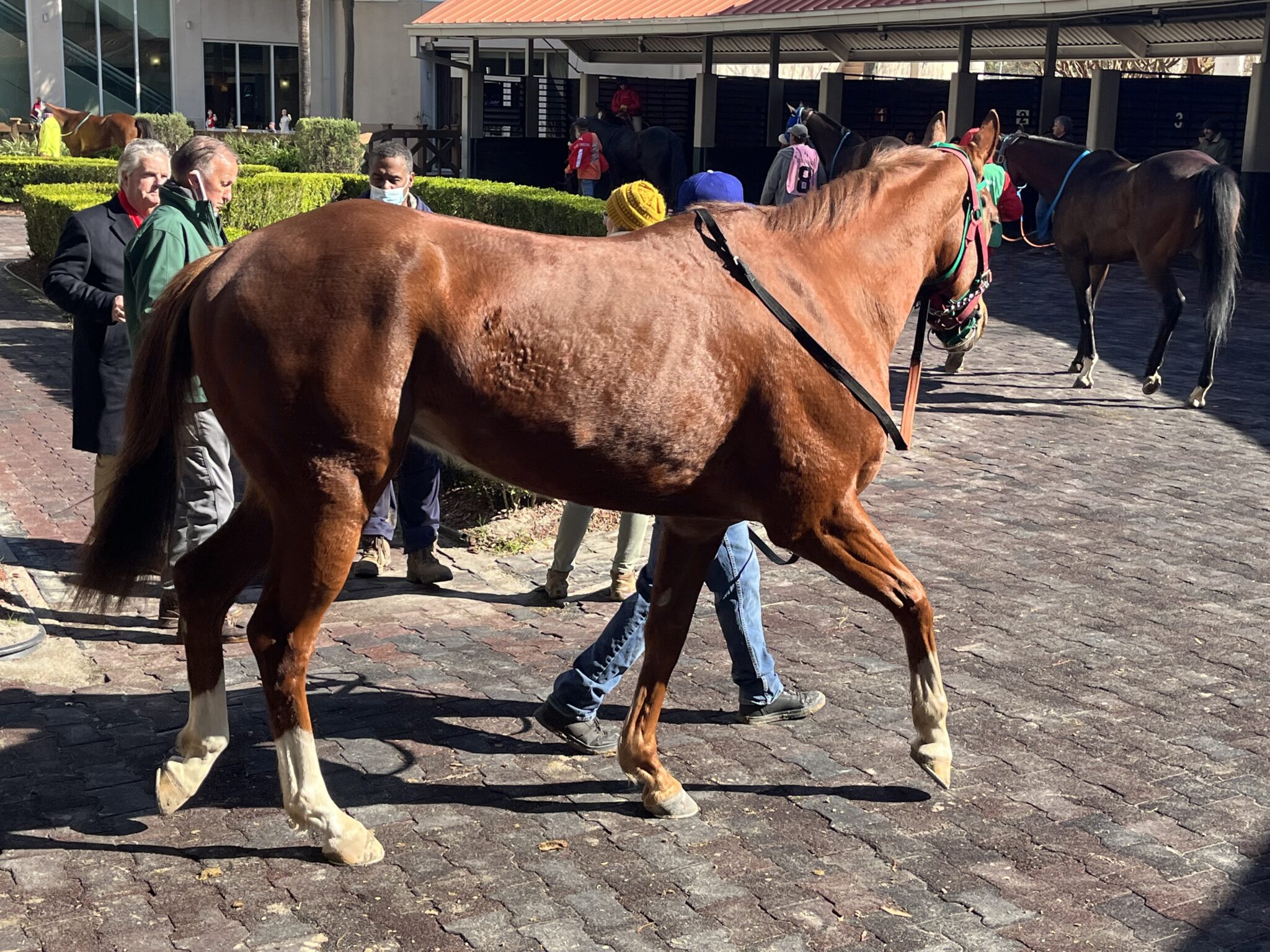 The Differences Between Bay And Chestnut Horses: A Guide.