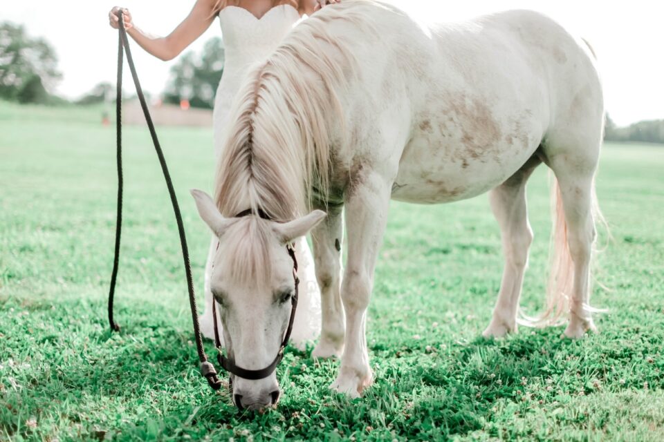 What Do Ponies Eat? Plus Pony Facts Every Owner Should Know
