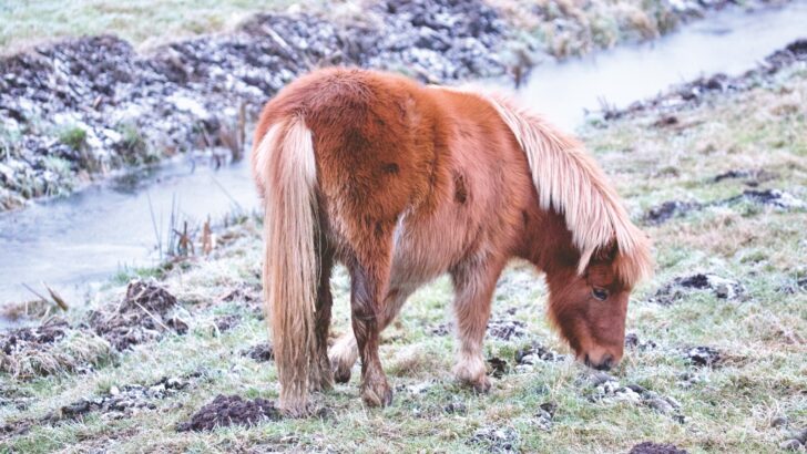 What Do Ponies Eat? Plus Pony Facts Every Owner Should Know