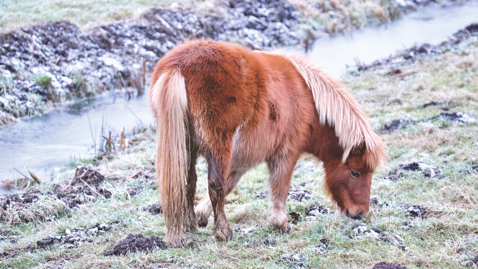 What Do Ponies Eat? Plus Pony Facts Every Owner Should Know