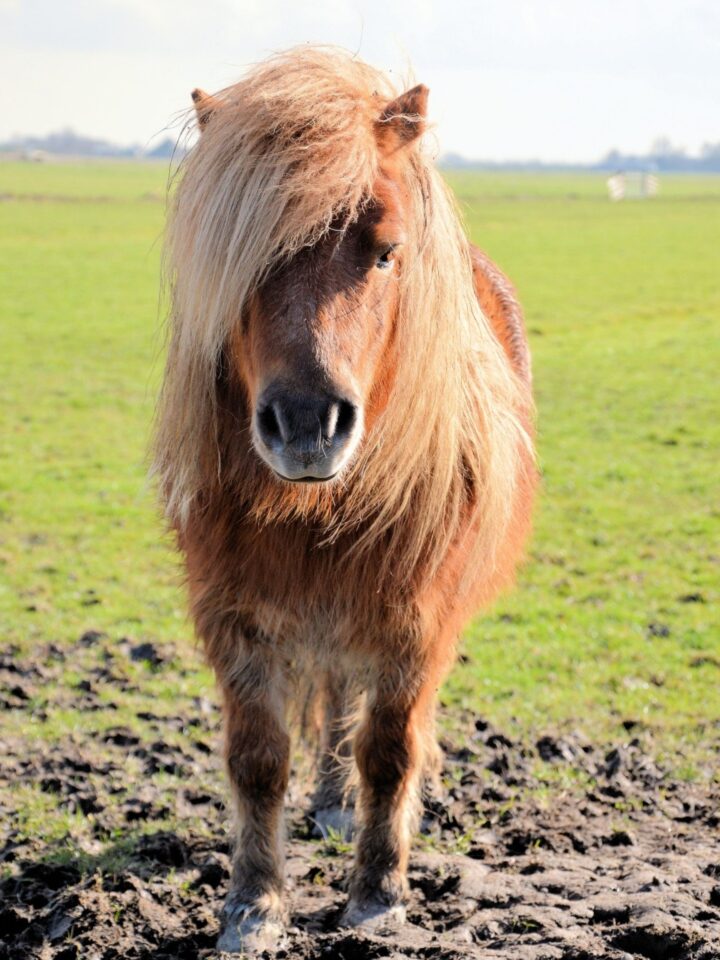 Horses Vs Ponies: A Look At The Differences And Similarities