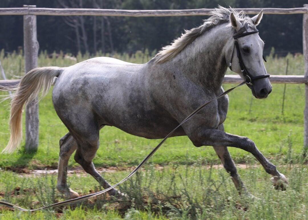 The Ultimate Guide To Gray Horses: Understanding Their Color