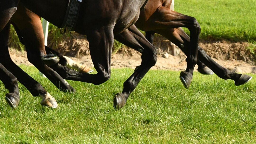 Why Do Racehorses Change Leads? Tips On Horse Leads.