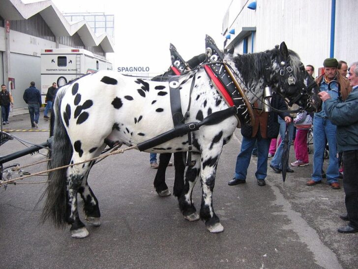 What Horses Have Spots? Breeds, Colors, And Patterns.