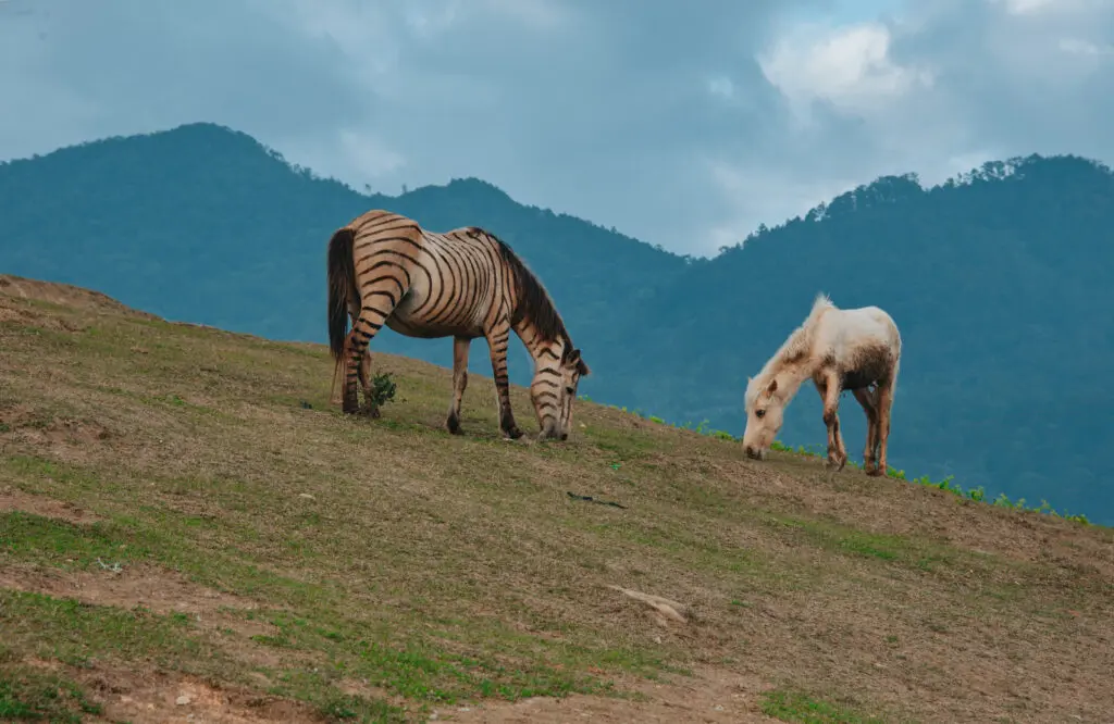 What Do Horses And Zebras Have In Common? Plus 5 Differences
