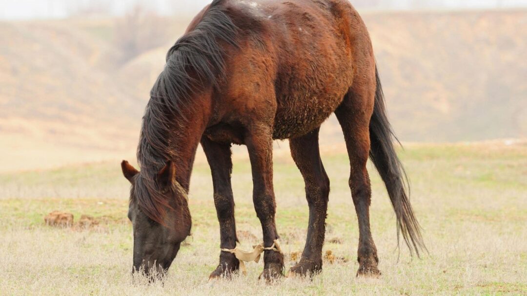Why Use Hobbles And How To Put Them On Your Horse