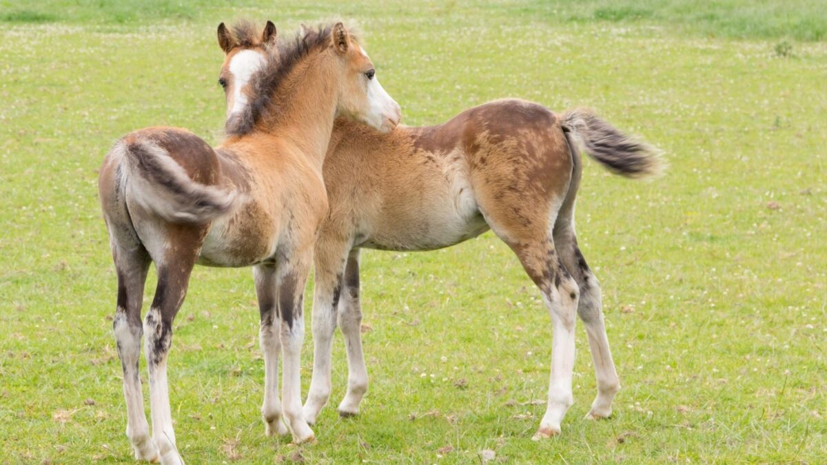 Can Horses Have Twins Or Triplets? Risks To Mares And Foals