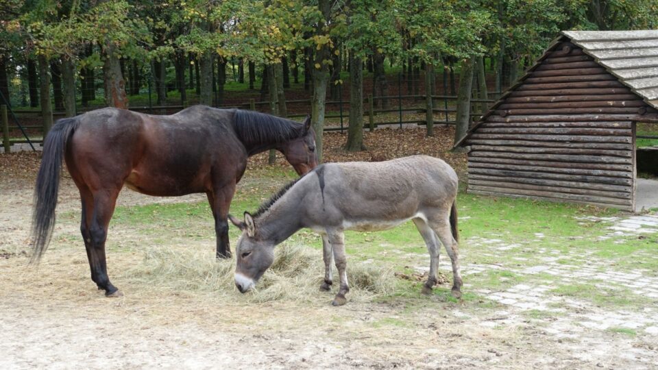 Horse Companionship: Why Your Horse Needs A Friend