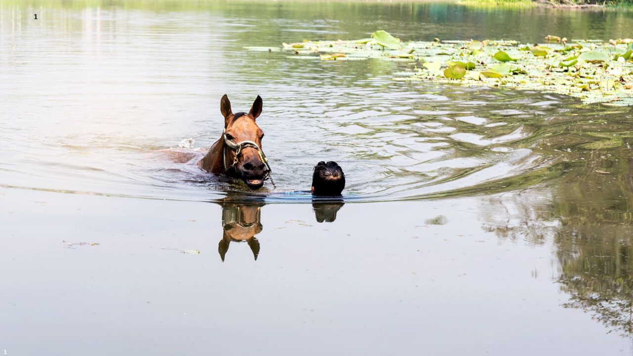 Can Horses Swim? Explore Equine Swimming Secrets