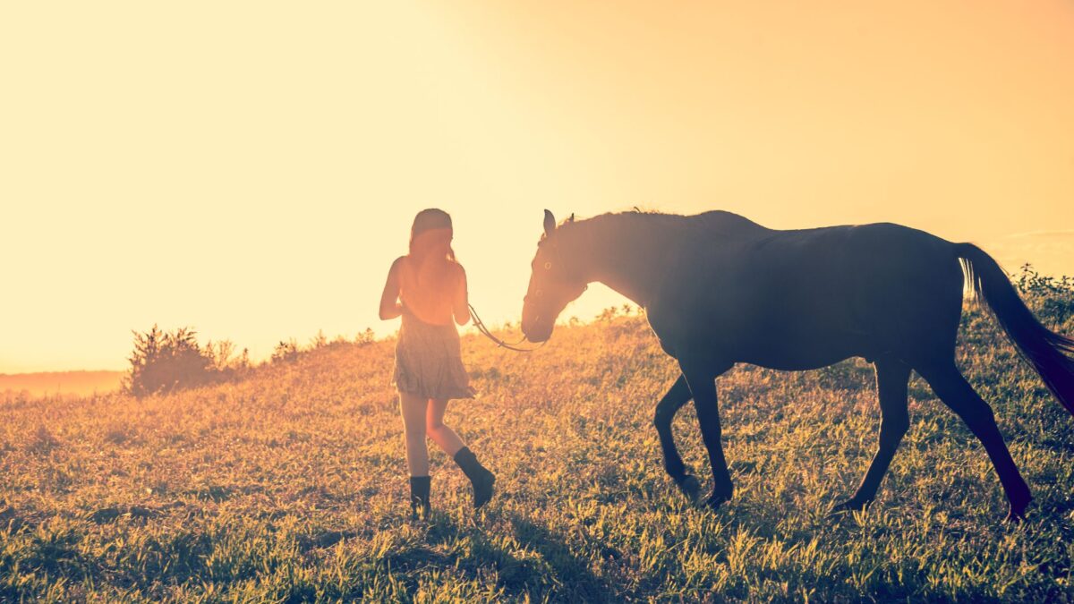 Tennessee Walking Horse: History, Characteristics, And Care