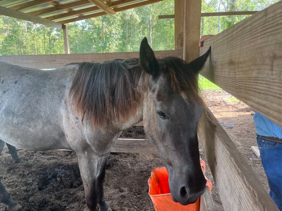 The Blue Roan Horse: Traits, Breeds, And Care Guide