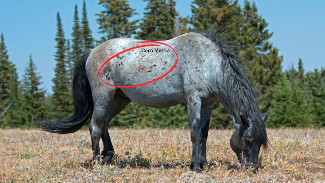 The Blue Roan Horse: Traits, Breeds, And Care Guide