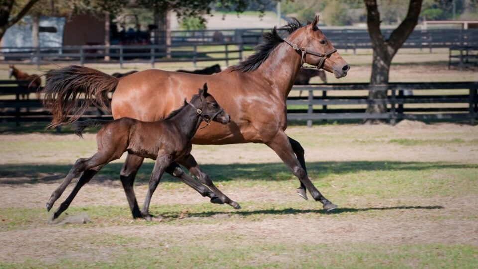 How Far Can Horses Run Without Stopping? Real Limits
