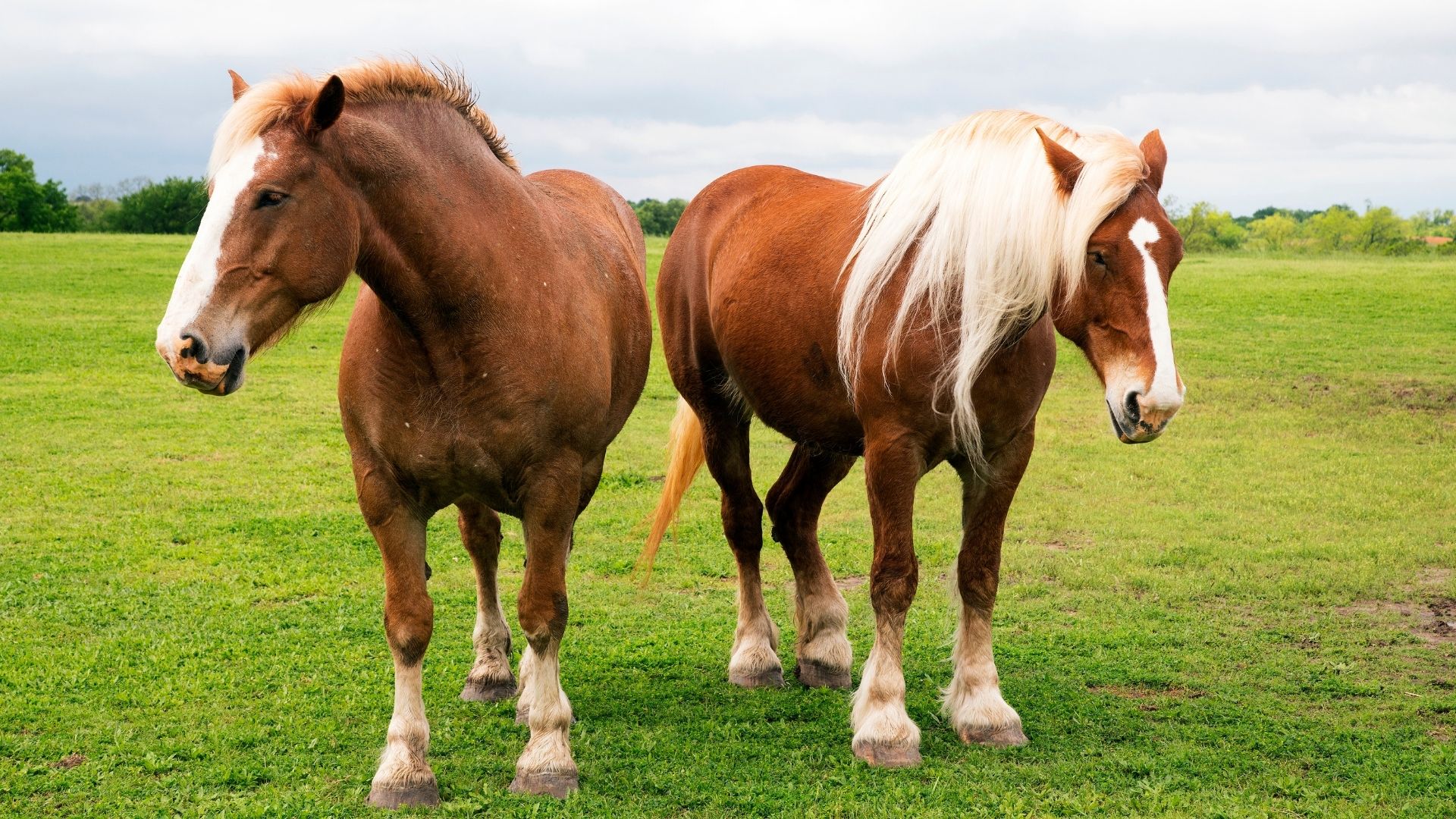 Can You Ride A Belgian Draft Horse And Are They Gaited?