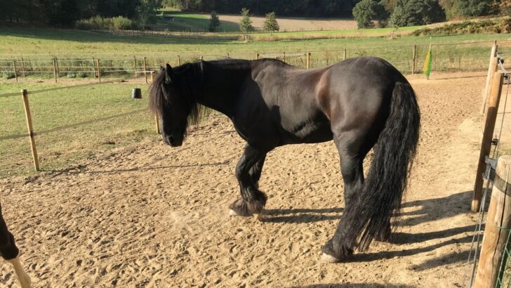 Friesian Horse Breed: Guide & Care