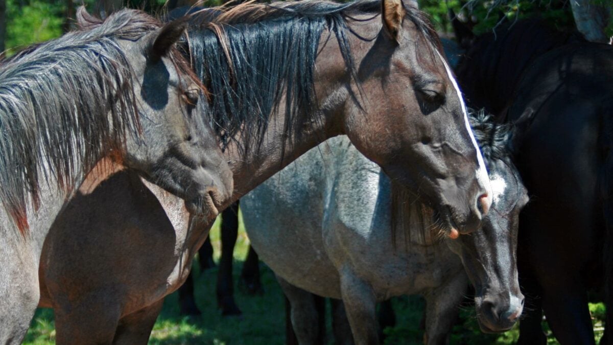 What Is A Grulla Colored Quarter Horse? 5 Quick Facts