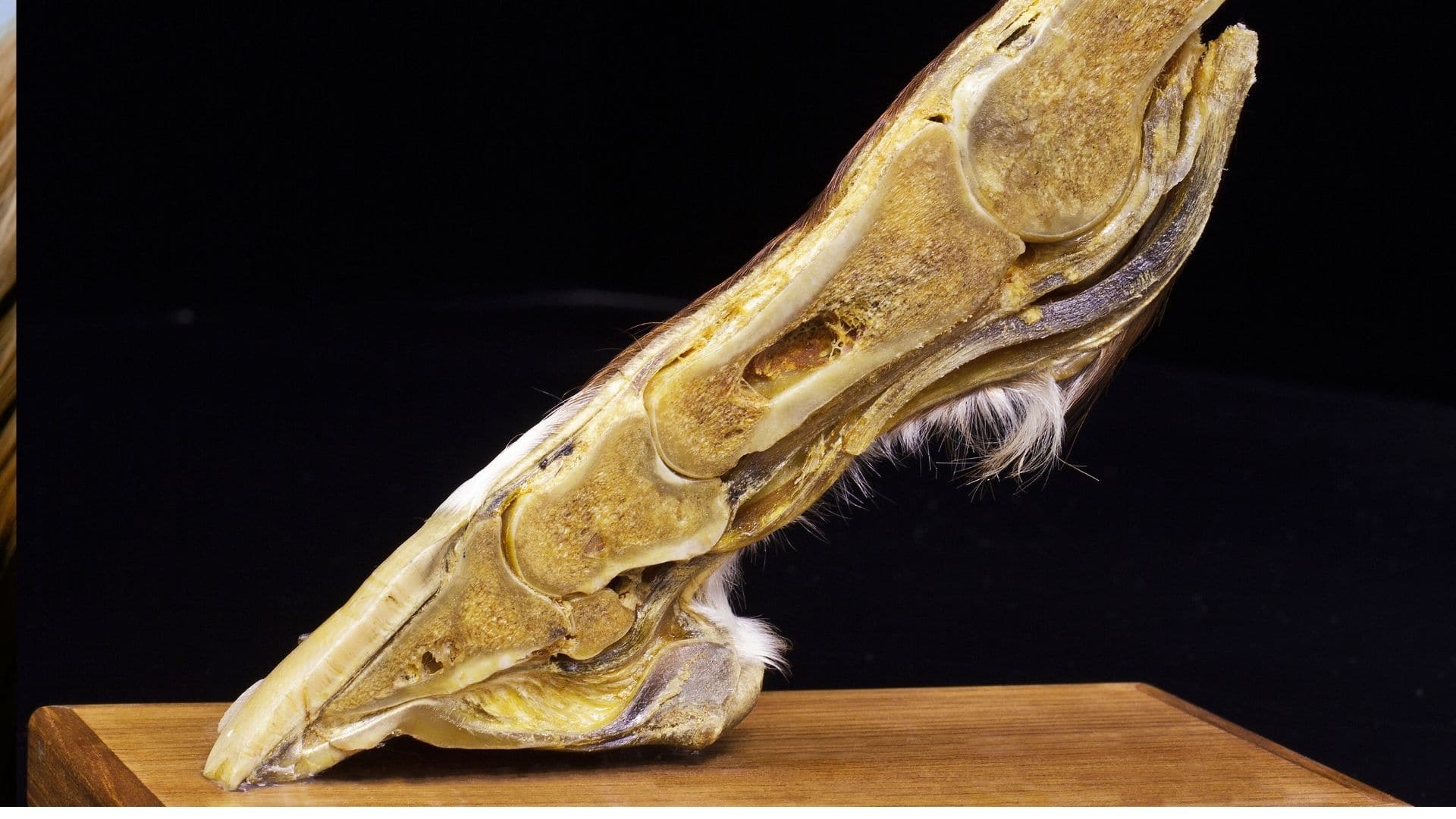 Ringbone In Horses: Causes, Symptoms, And Treatment.