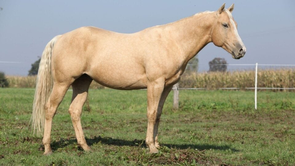 What Is A Palomino Horse? Guide, Facts, & Care