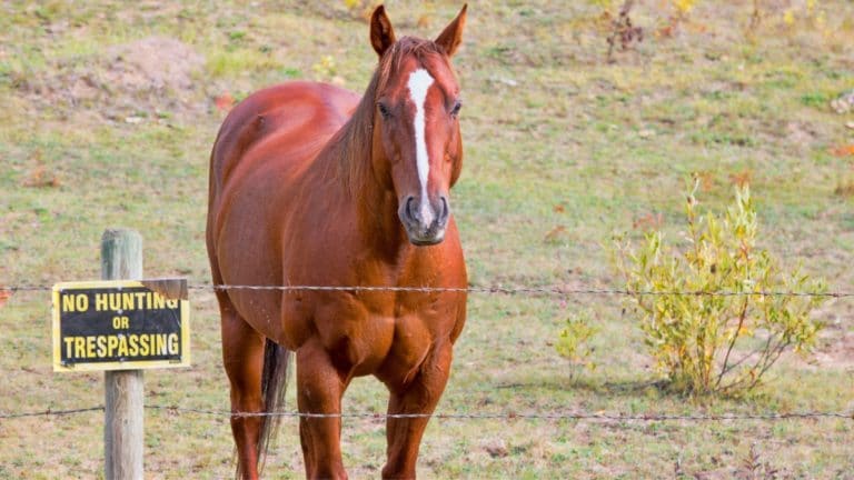 Chestnut Horse Color: The Science And Shades Of Fire