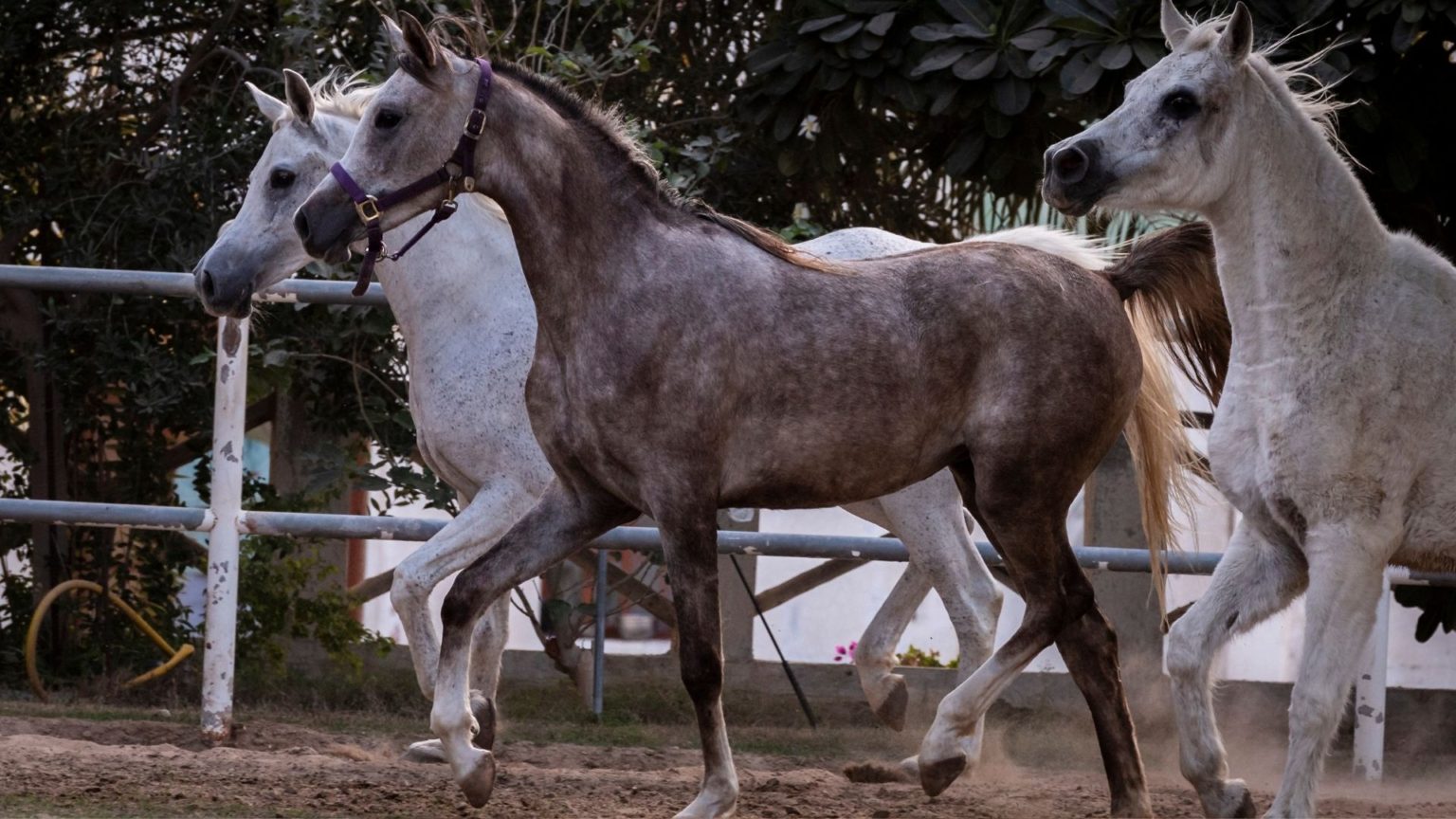 Arabian Horse Breed: History, Characteristics, And Care