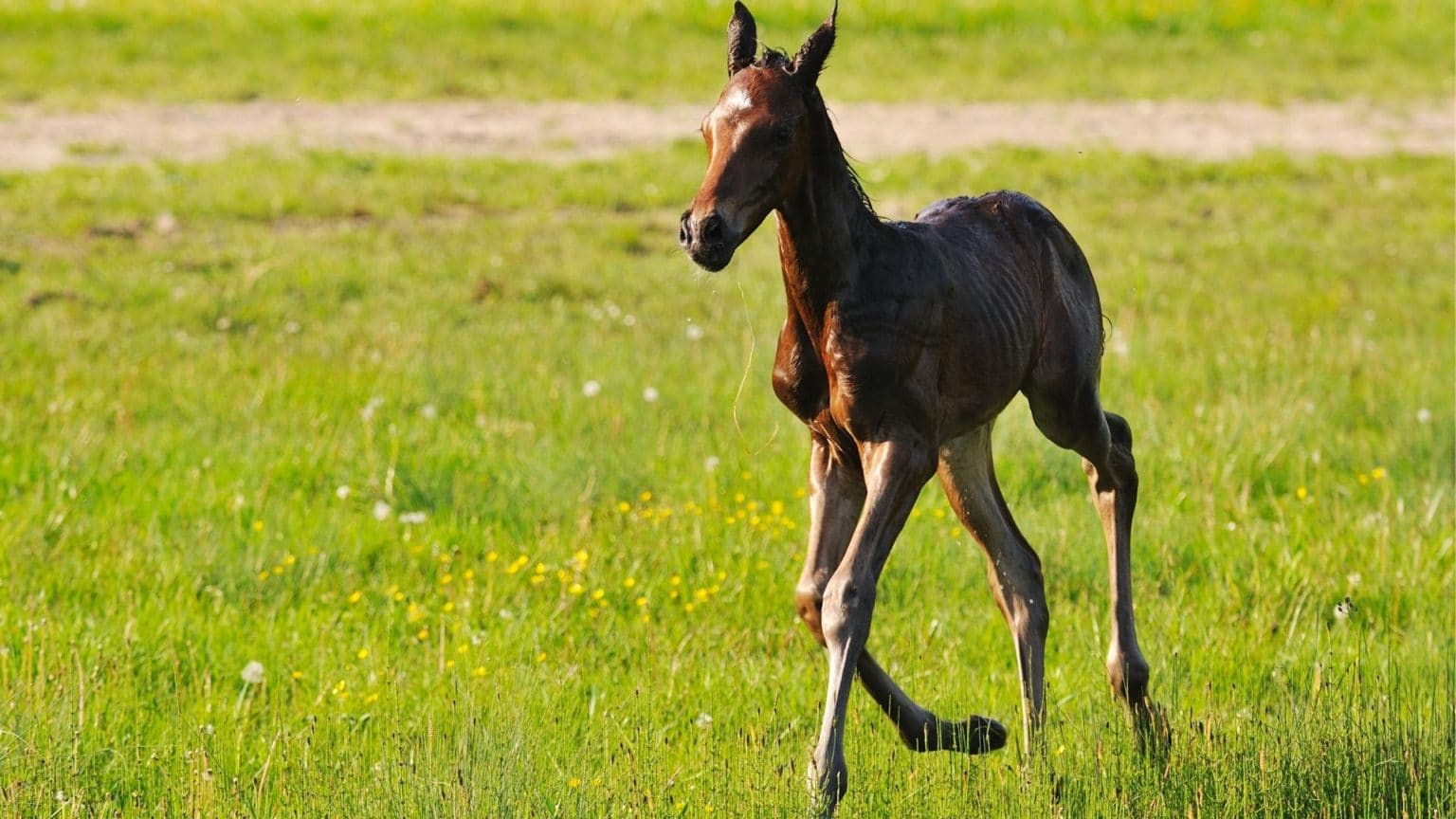 Do Baby Horses Change Color As They Age? Foal Colors Explored