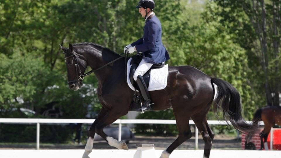 Best Dressage Horse Breeds: From Beginner To Grand Prix