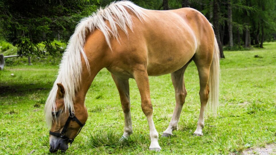 Haflinger Horses: Guide To Temperament, Care & Facts
